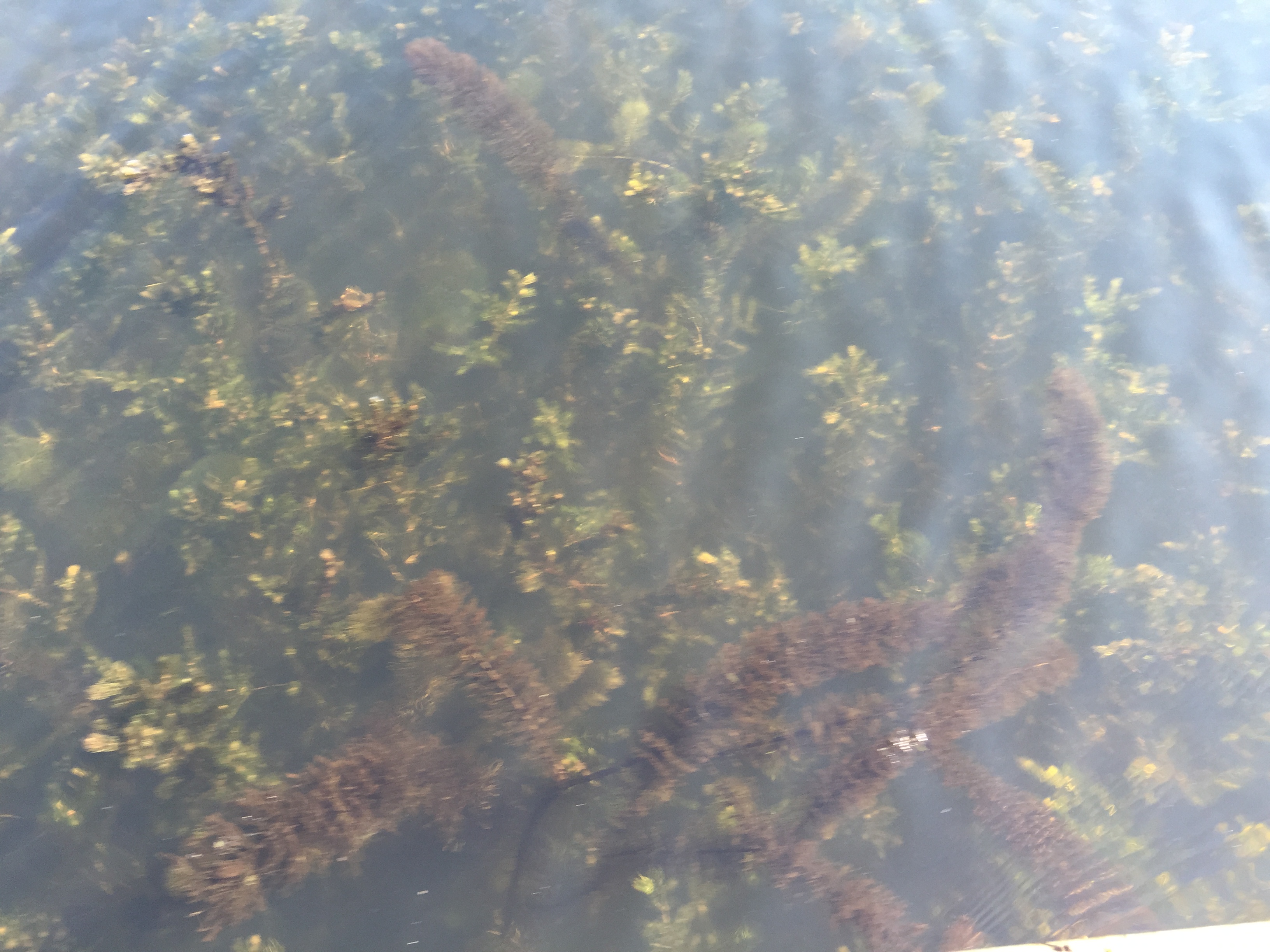 invasive species – Lake Stewardship