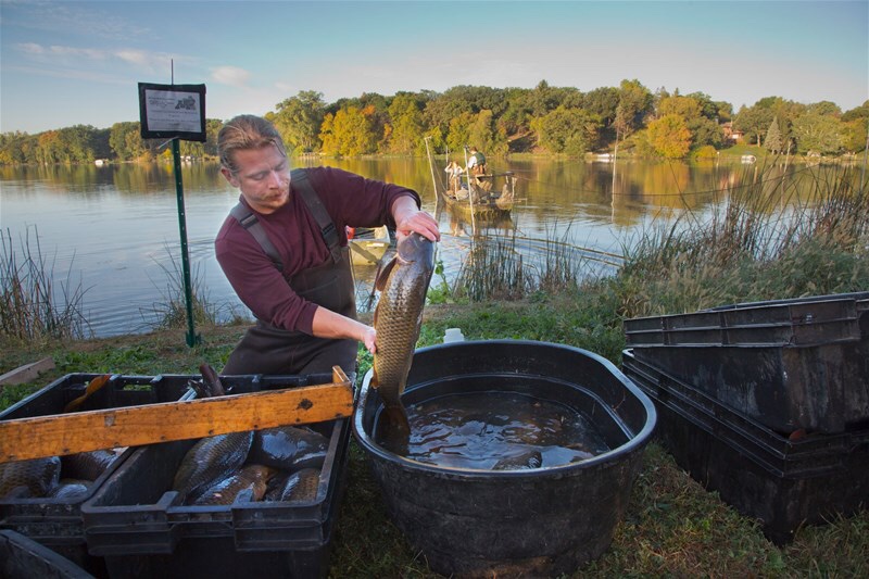 Removing carp from lakes – Lake Stewardship