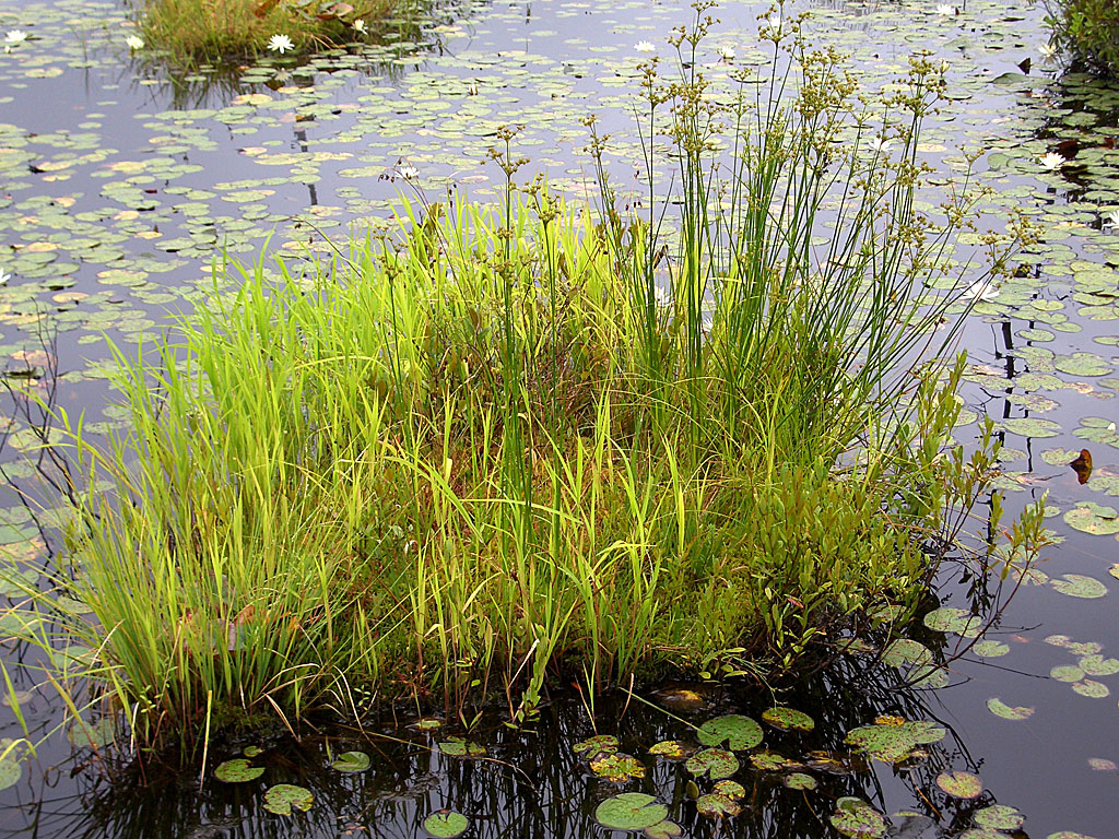 14 extraordinary photos show the importance of freshwater habitats ...