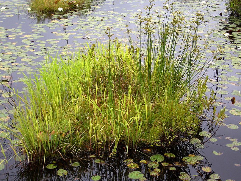 14 extraordinary photos show the importance of freshwater habitats ...